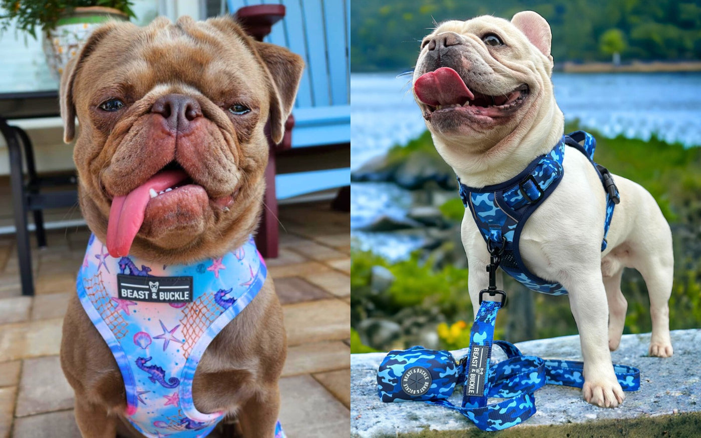 Cute Dog Harnesses and Accessories | Beast & Buckle